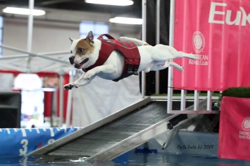 Hog Dog | Moonstruck Staffords